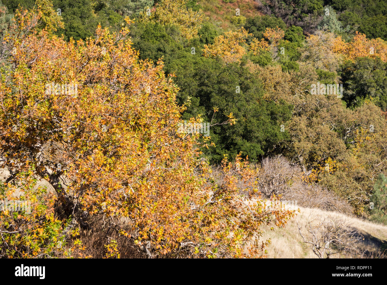 Western Sycamore trees covered in fall colors mixed up with live oaks ...
