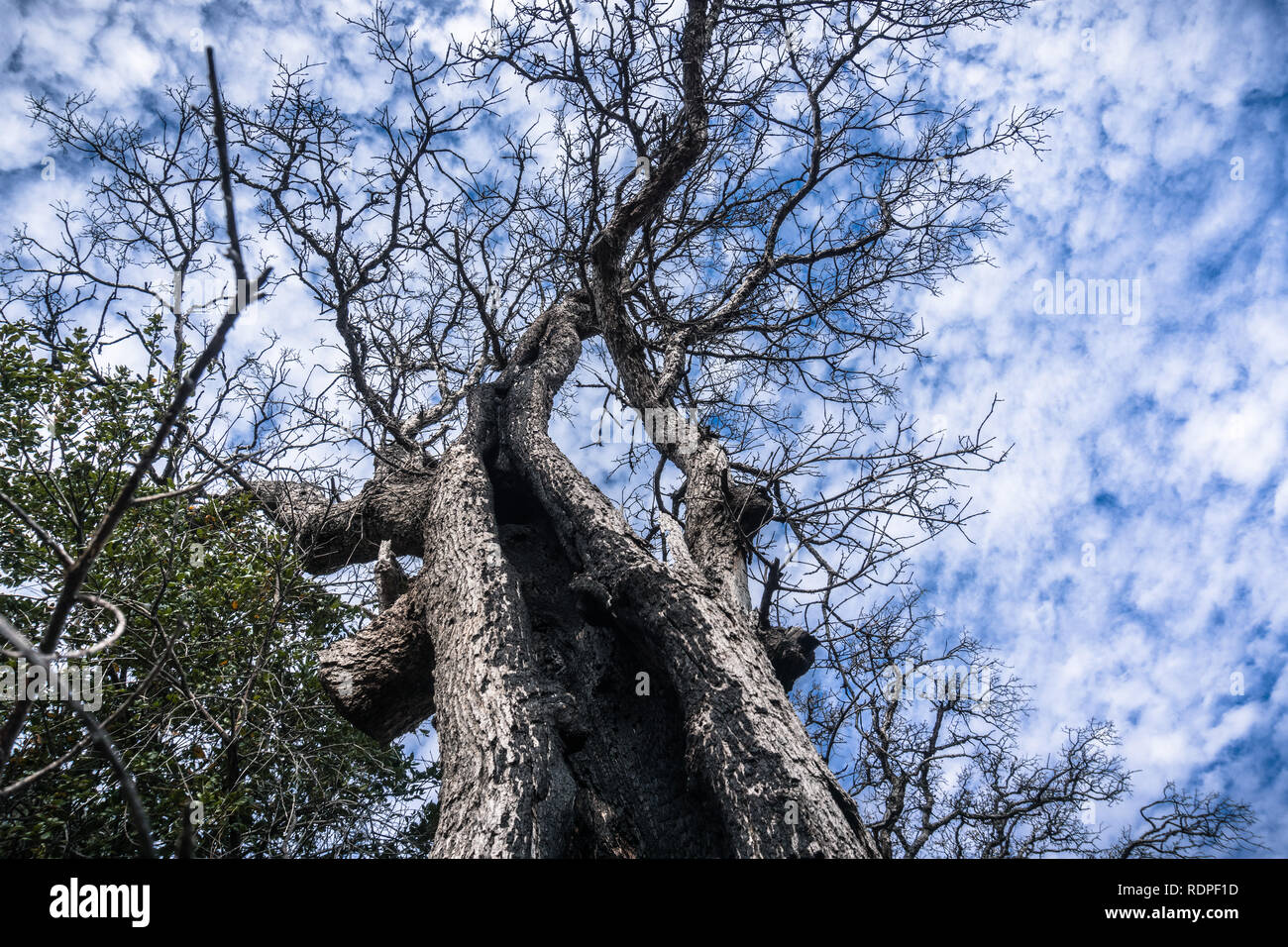 Looking up along the trunk of a burnt live oak tree, Mt Diablo State ...