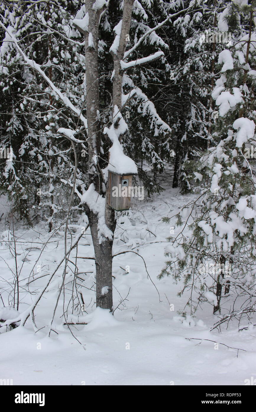 How to care for winter trees hi-res stock photography and images - Alamy