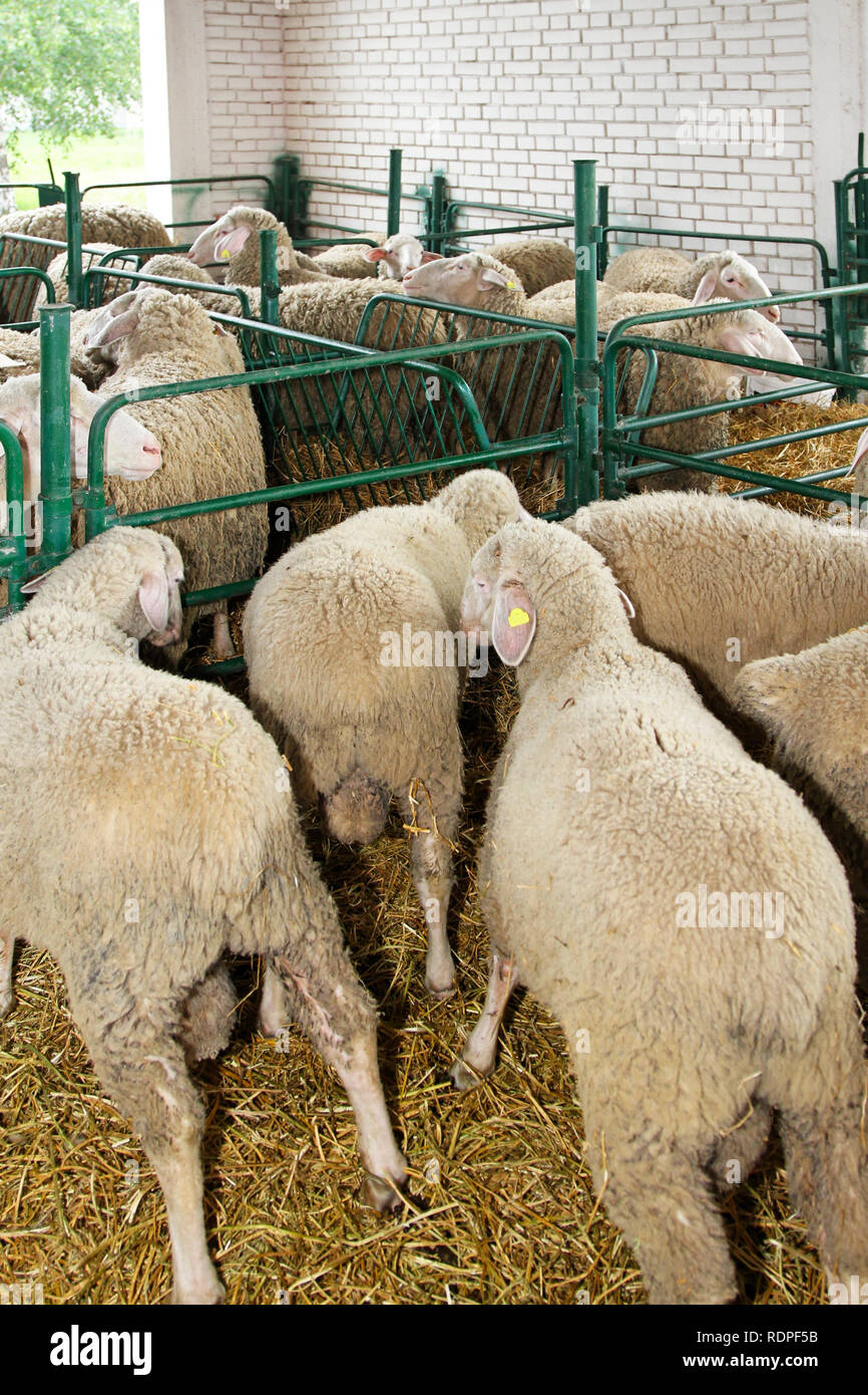 Sheep and ewe in pen at farm Stock Photo - Alamy