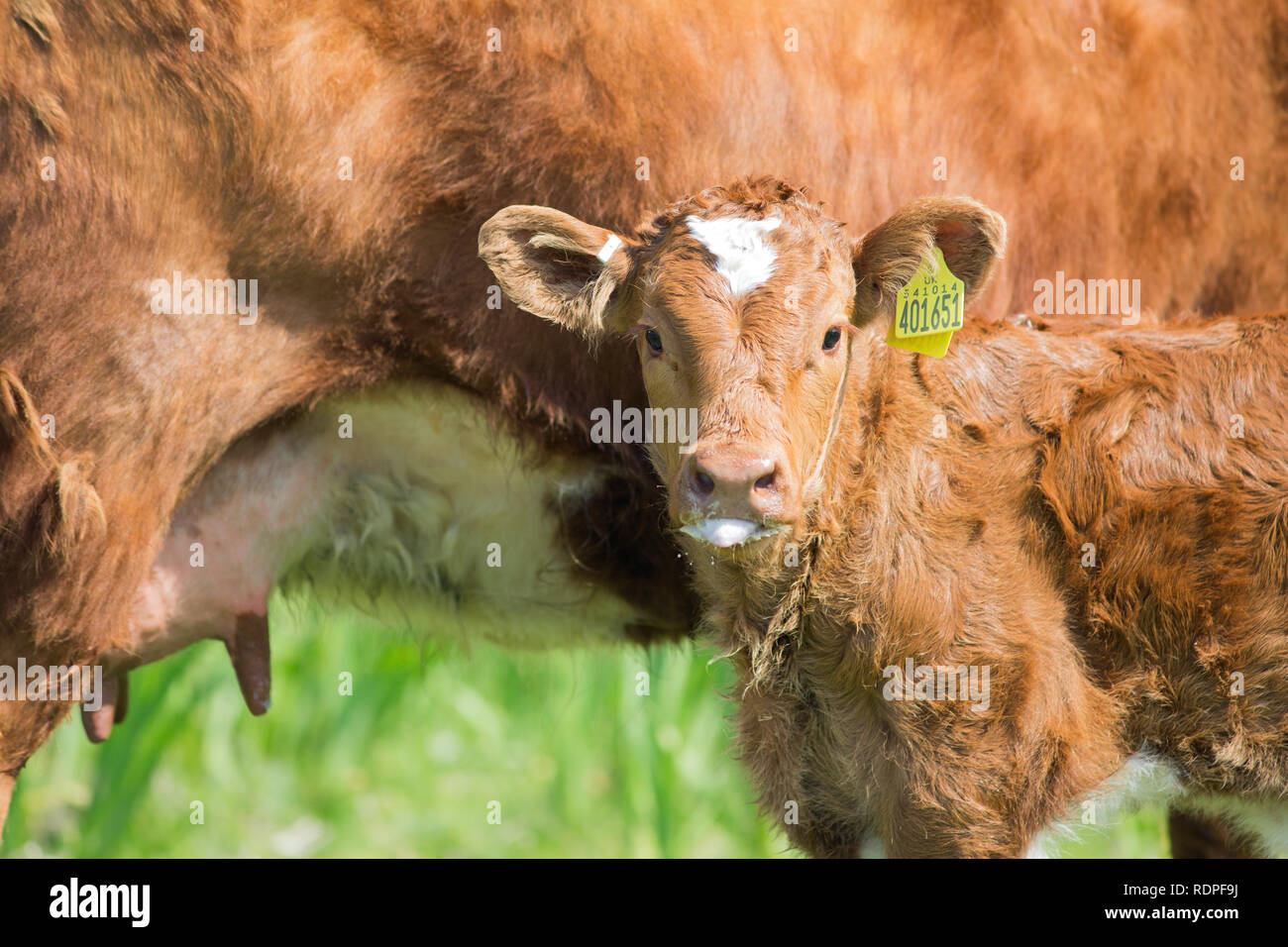 Forward facing cow hi-res stock photography and images - Alamy