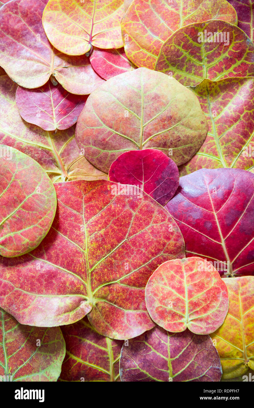 Natural tropical background of colorful leaves of sea grape tree in a ...