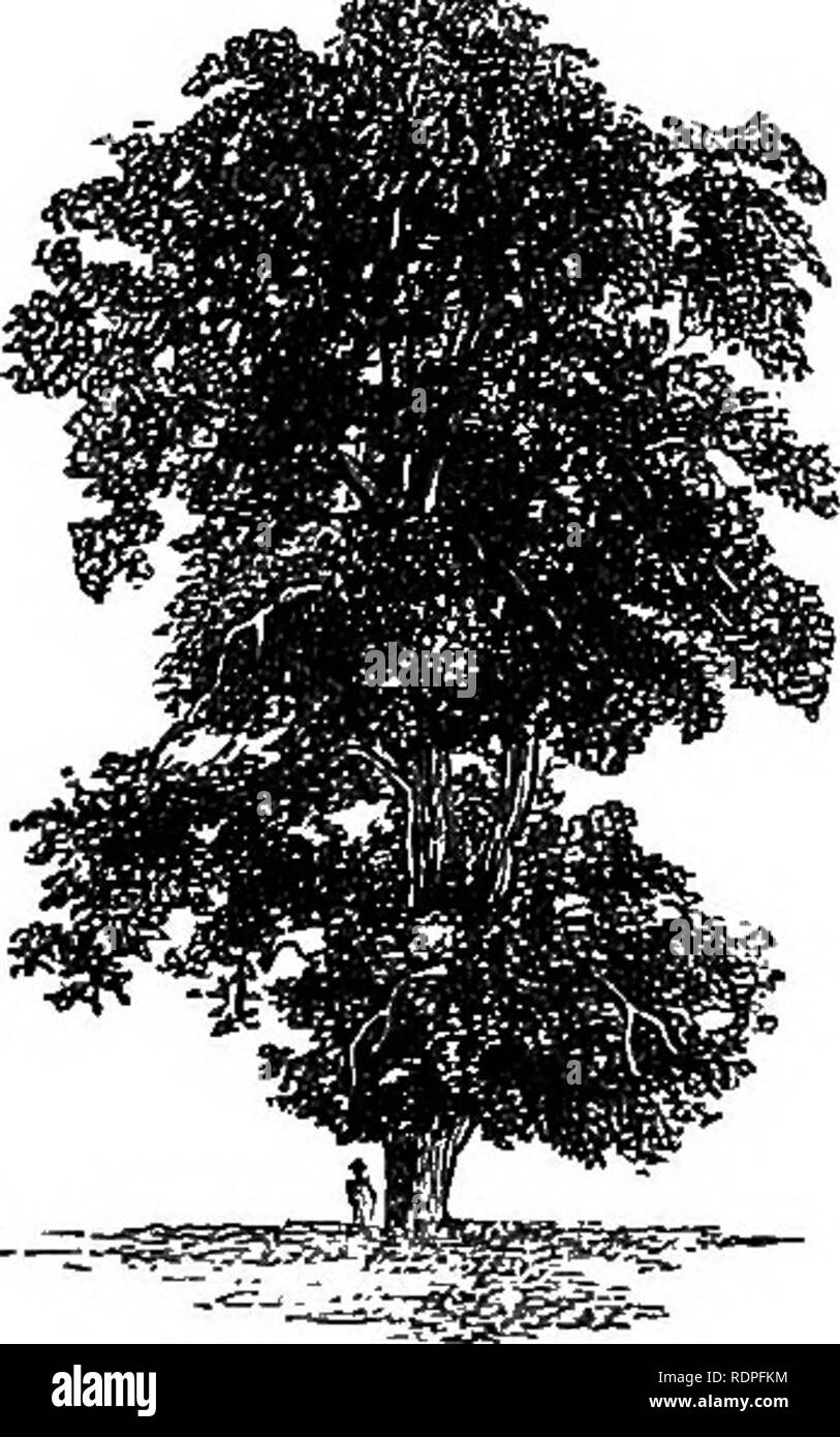 Tree covered in cotton Black and White Stock Photos & Images - Alamy