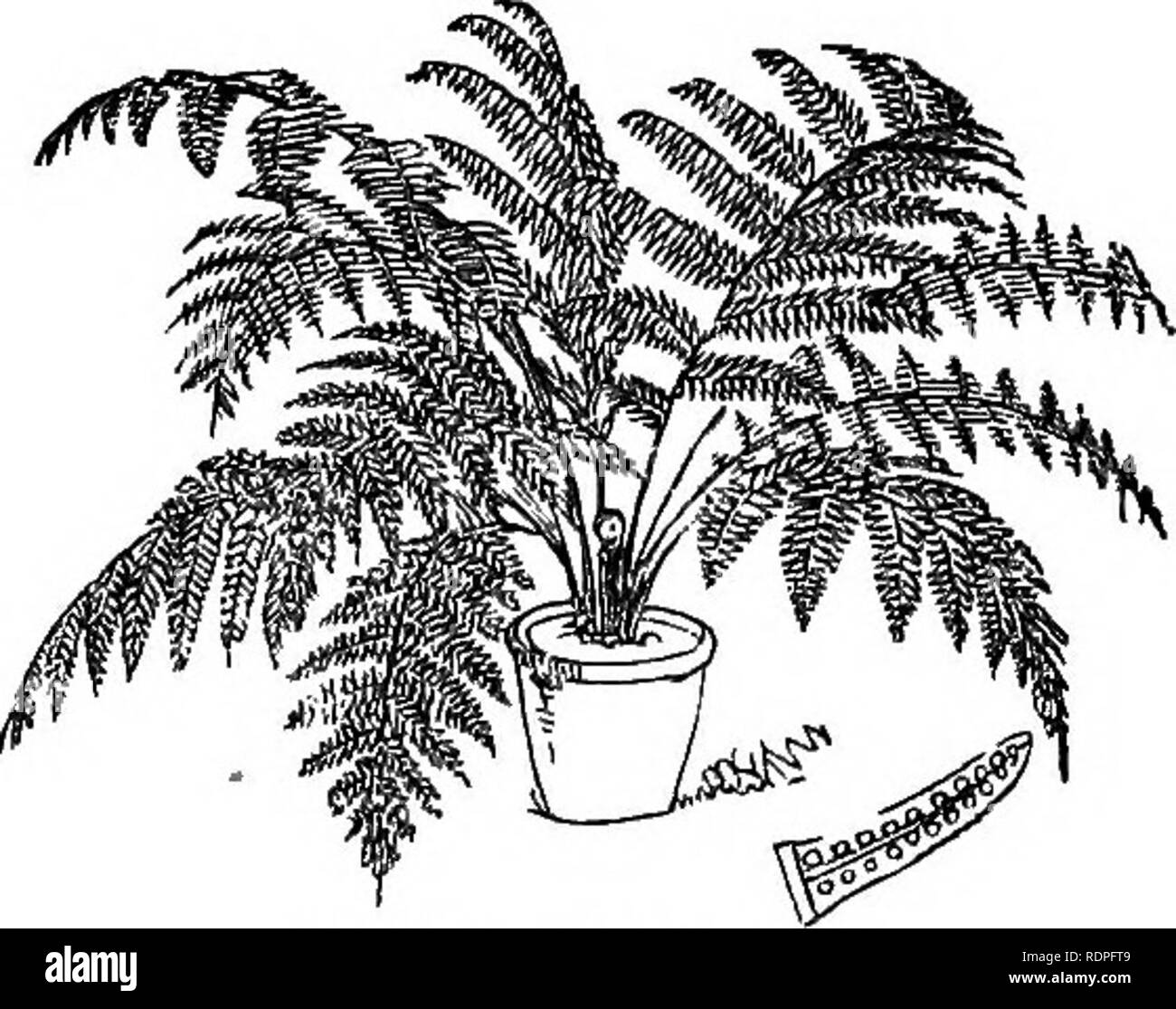 General noble tree Cut Out Stock Images & Pictures - Alamy