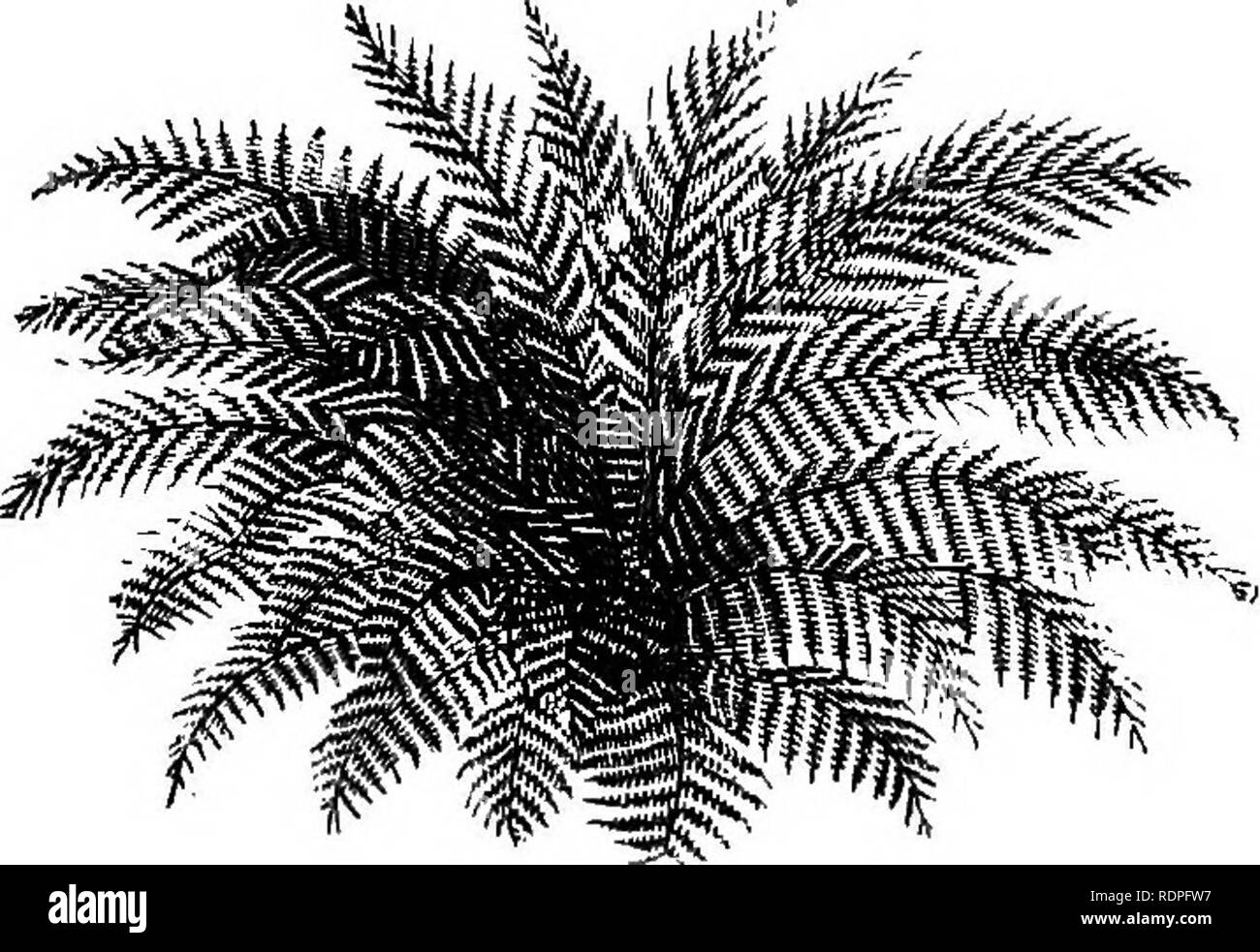 How To Draw A Red Fern