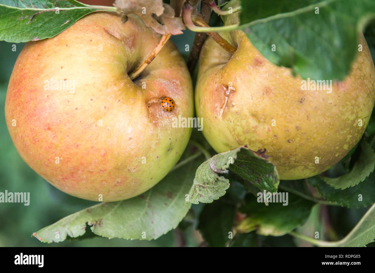 Insect Damaged Apples High Resolution Stock Photography and Images - Alamy