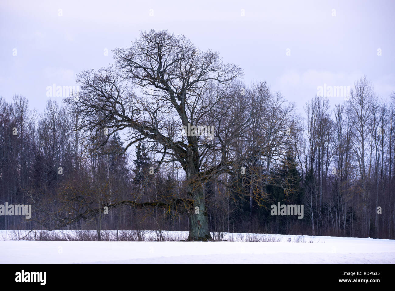Road covered by big tree hi-res stock photography and images - Alamy