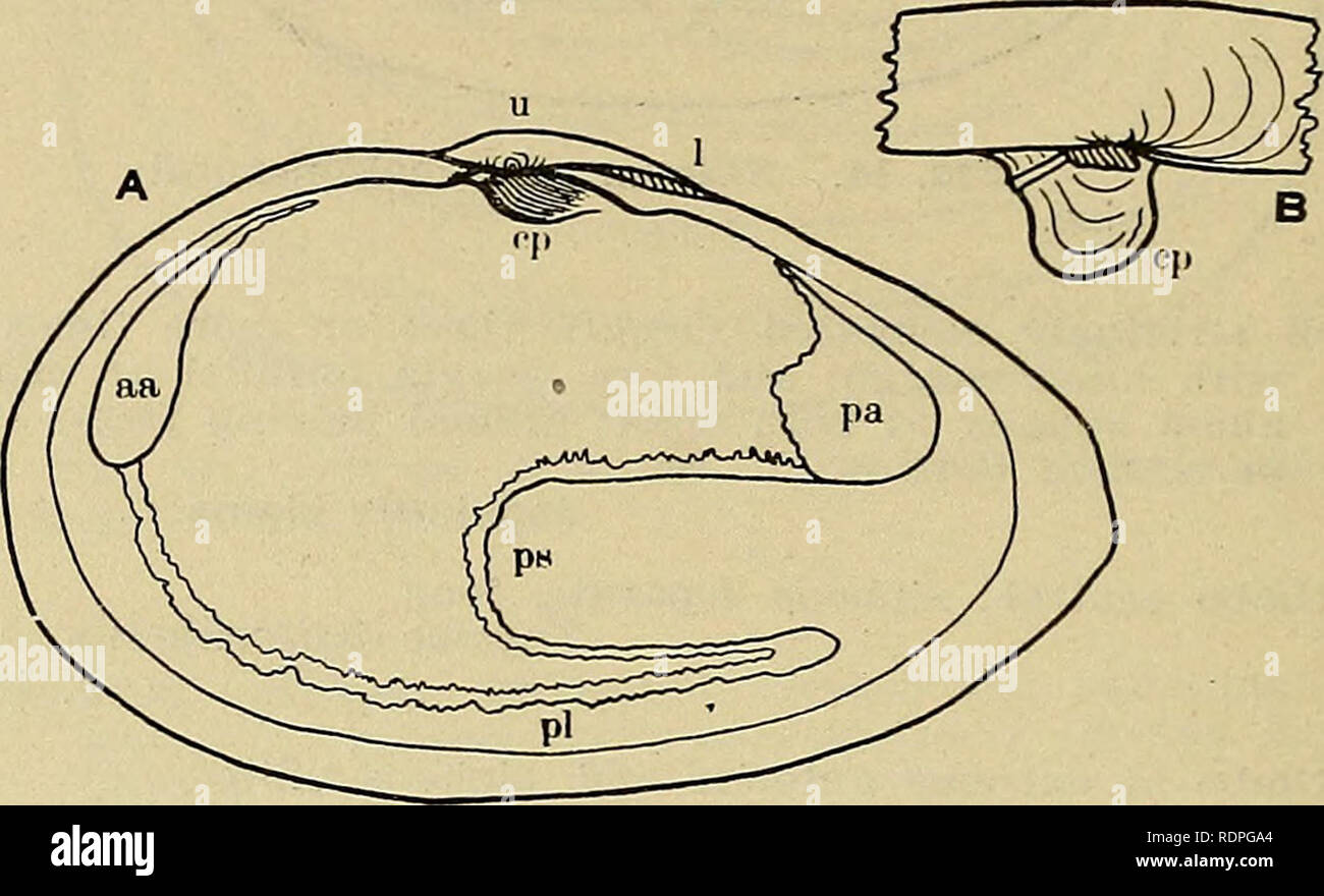 Unequal scallops hi-res stock photography and images - Alamy