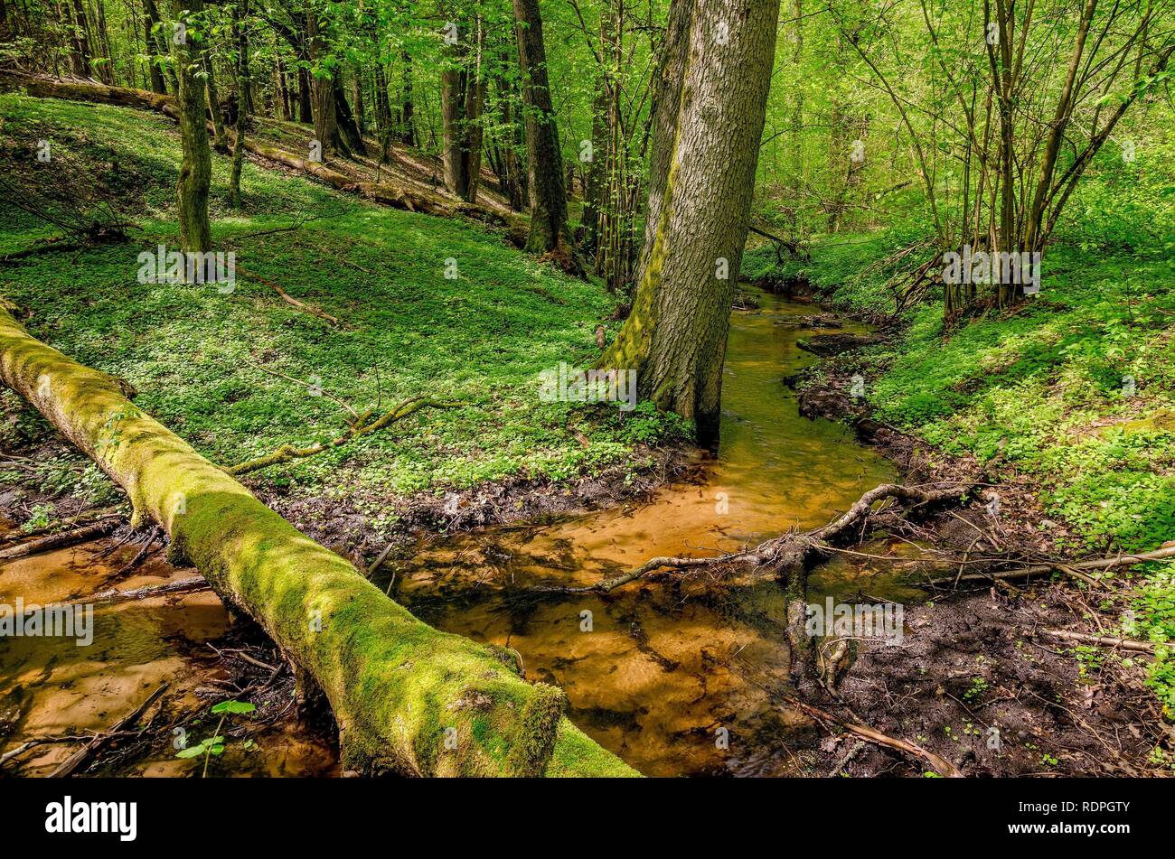 Stream in masurian forest. Historic border between the polish Prince ...