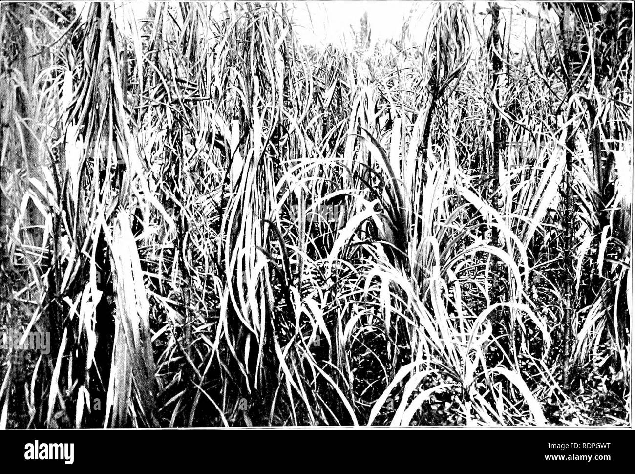 Java local food Black and White Stock Photos & Images - Alamy