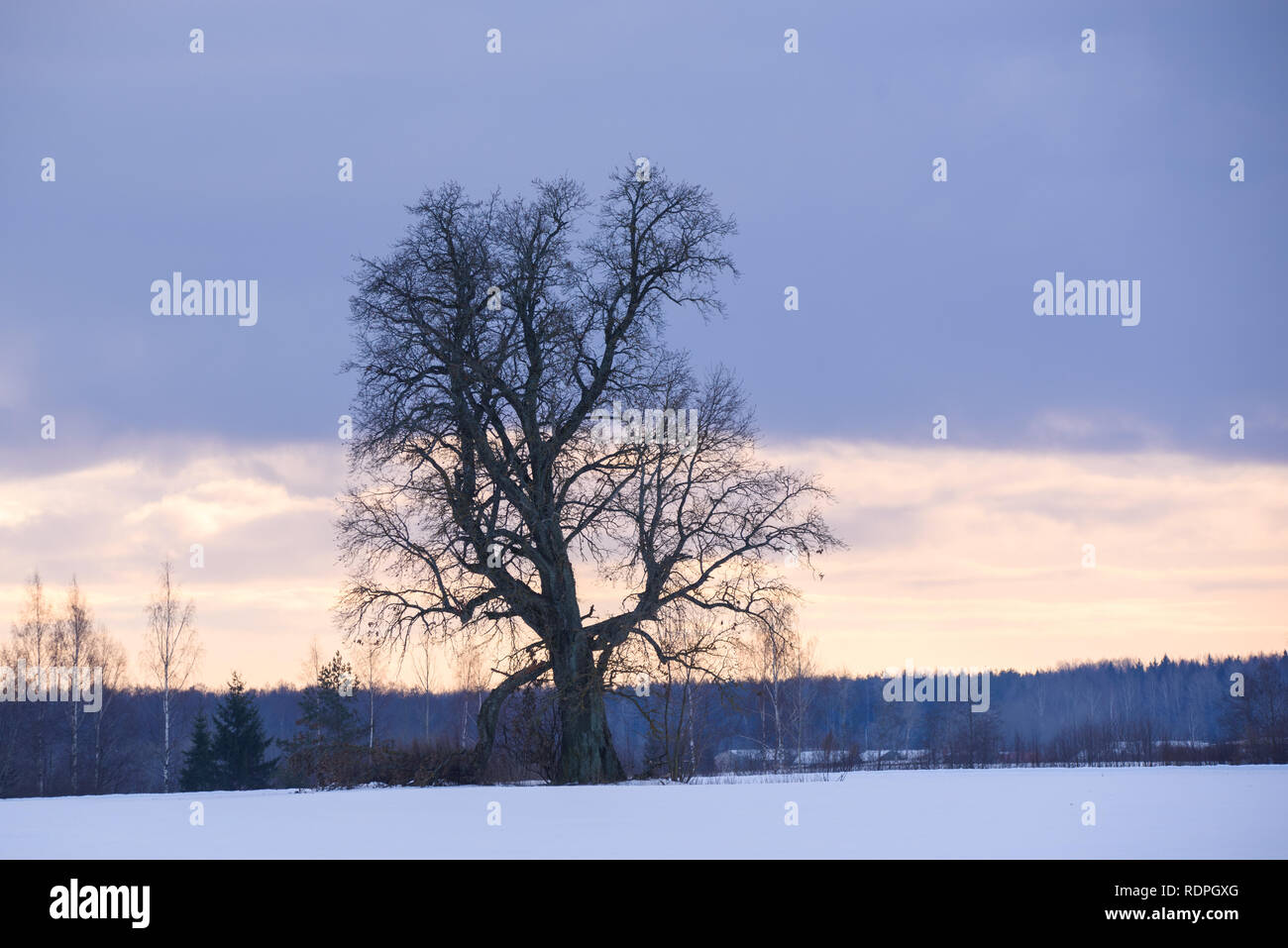 Road Covered By Big Tree High Resolution Stock Photography and Images ...