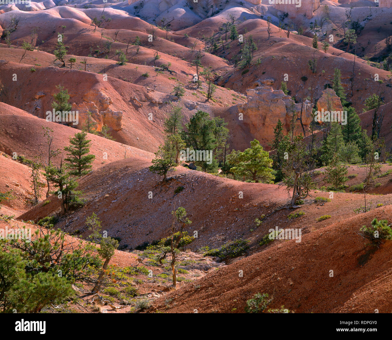 USA, Utah, Bryce Canyon National Park, Colorful, eroded ridges and ...