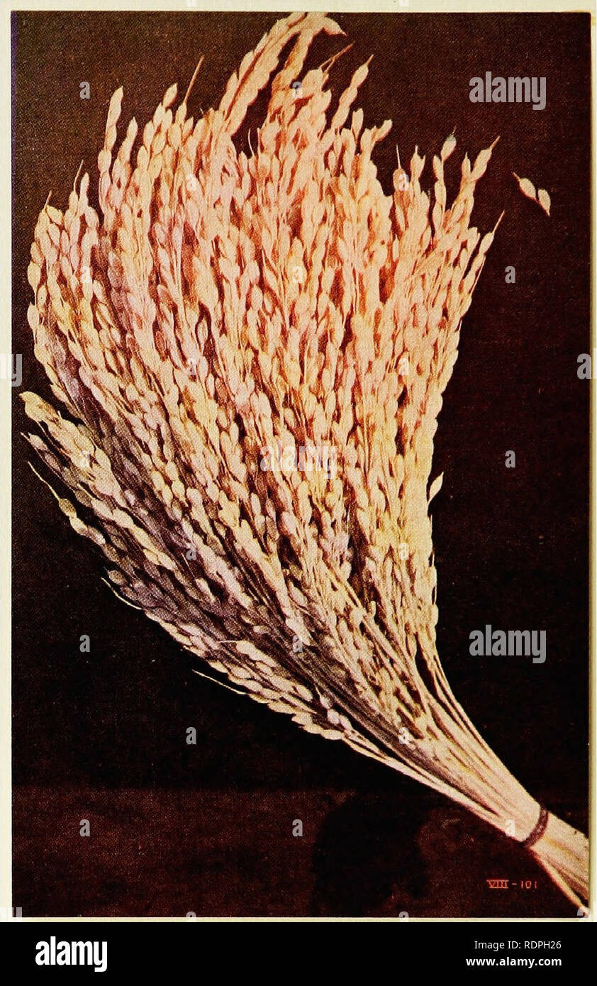 Type of millets hi-res stock photography and images - Alamy