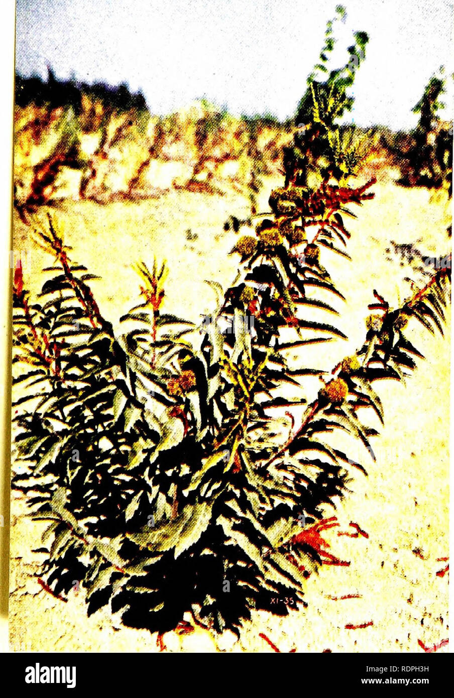 Fruit of the goodly tree hi-res stock photography and images - Alamy