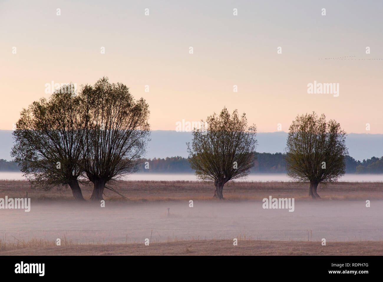 Row of pollard willows / pollarded white willows (Salix alba) in field ...