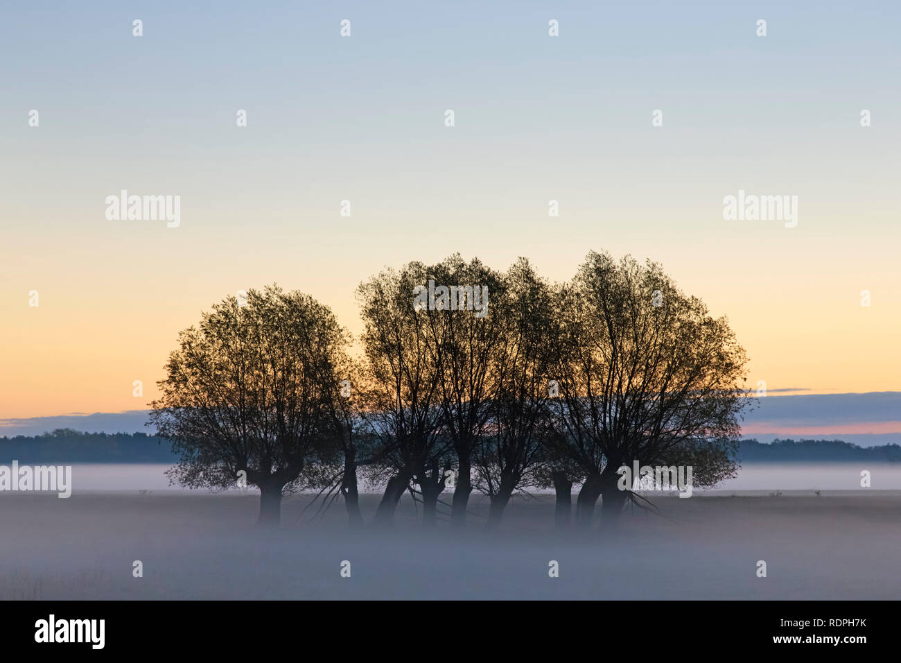 Willow pollard silhouette hi-res stock photography and images - Alamy