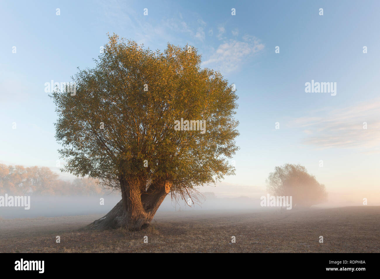 Pollard willows / pollarded white willows (Salix alba) in field in the ...