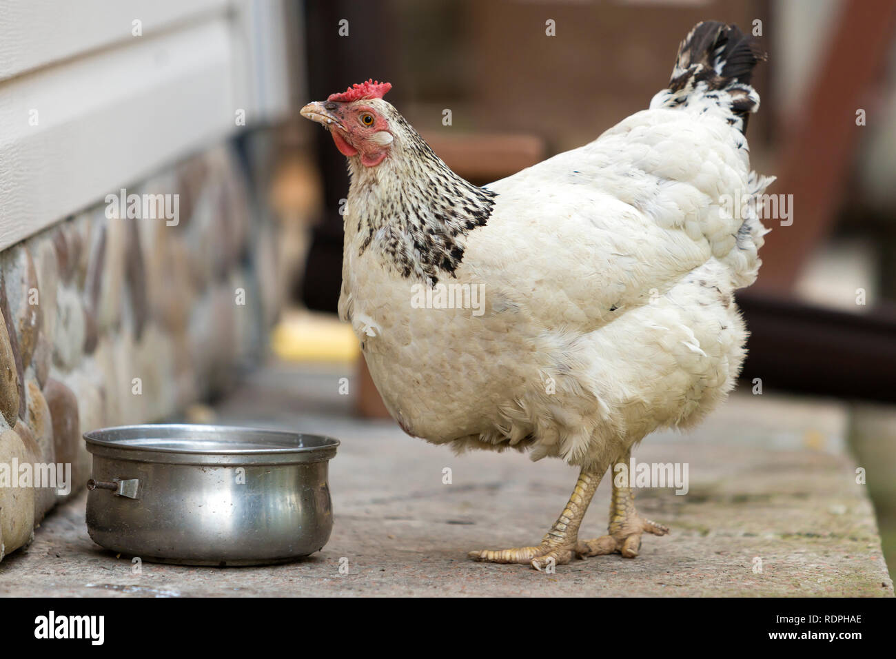 Big nice beautiful white hen drinking water from pan outdoors in yard ...
