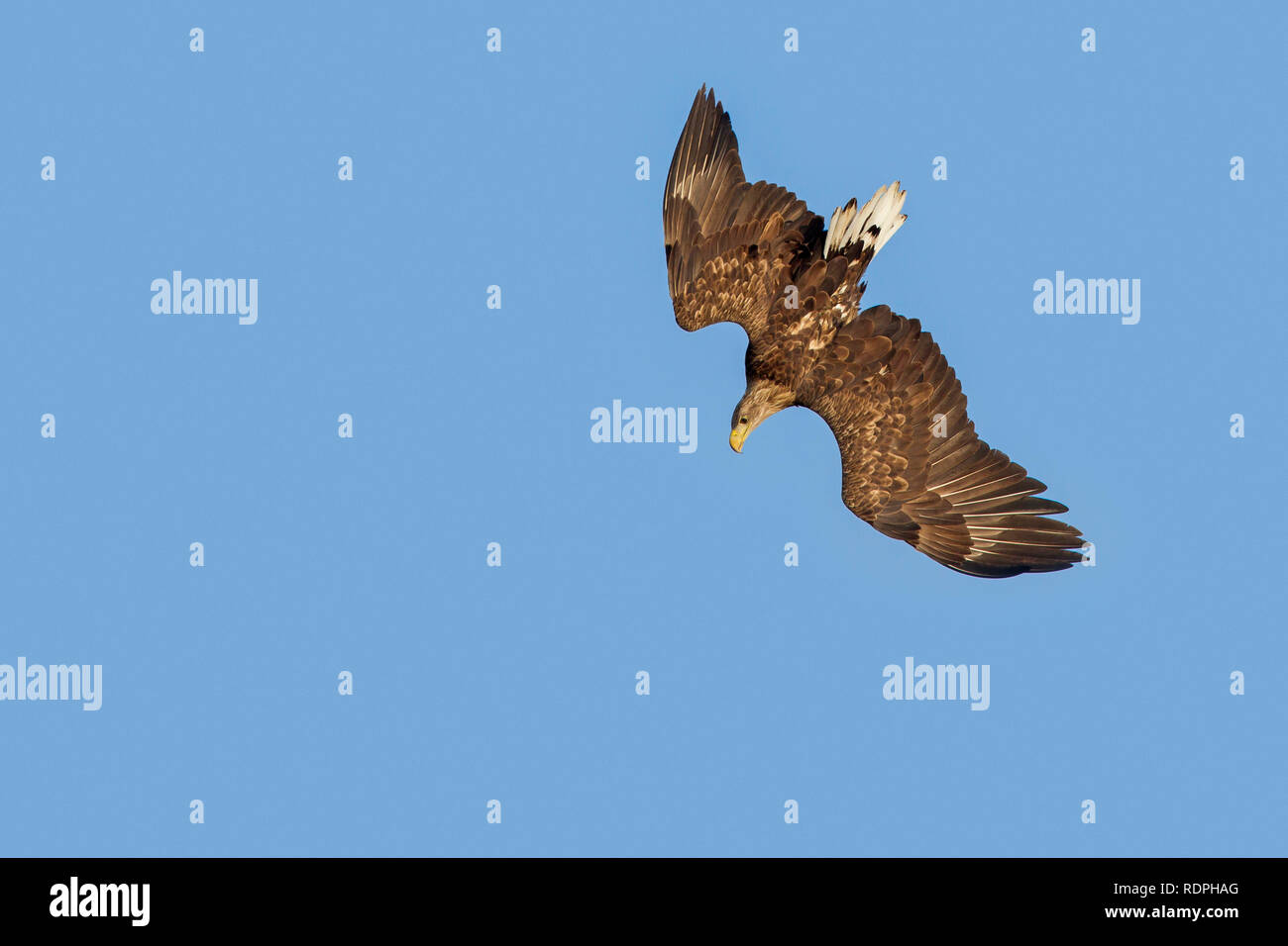 White-tailed eagle / sea eagle / erne (Haliaeetus albicilla) in flight ...