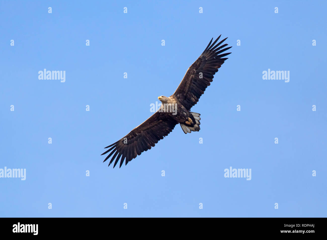 White-tailed eagle / sea eagle / erne (Haliaeetus albicilla) in flight ...