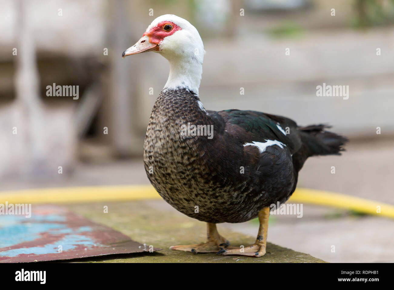 Gray muscovy duck hi-res stock photography and images - Alamy