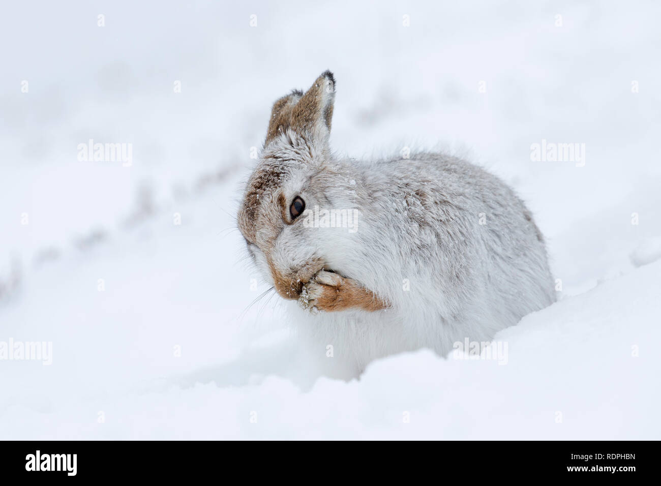 Mountain hare / Alpine hare / snow hare (Lepus timidus) in white winter ...