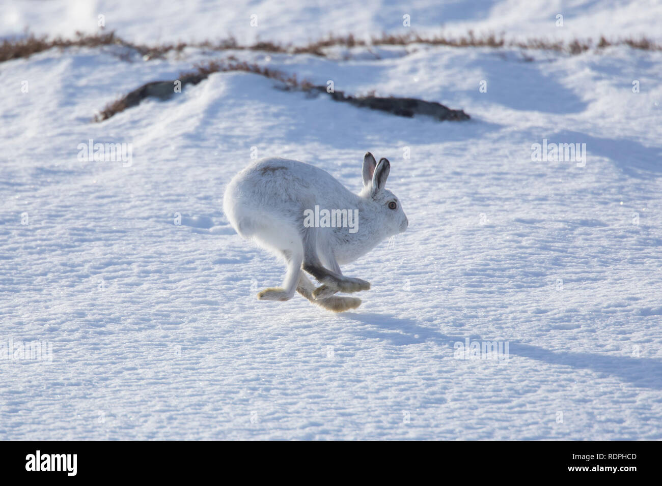 Mountain hare / Alpine hare / snow hare (Lepus timidus) in winter ...