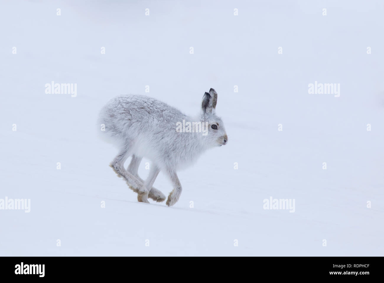Mountain hare / Alpine hare / snow hare (Lepus timidus) in winter ...
