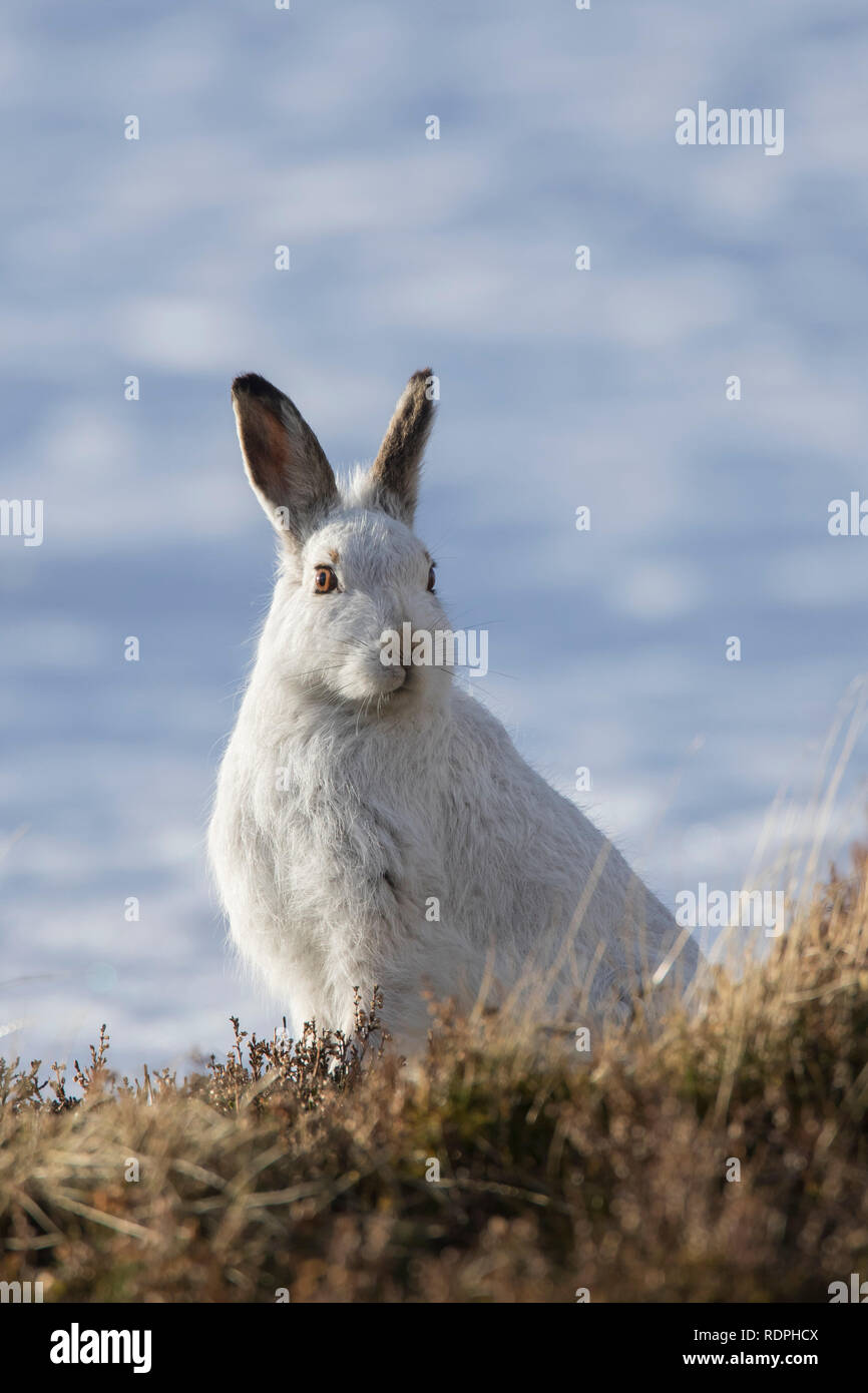 Mountain hare / Alpine hare / snow hare (Lepus timidus) in white winter ...