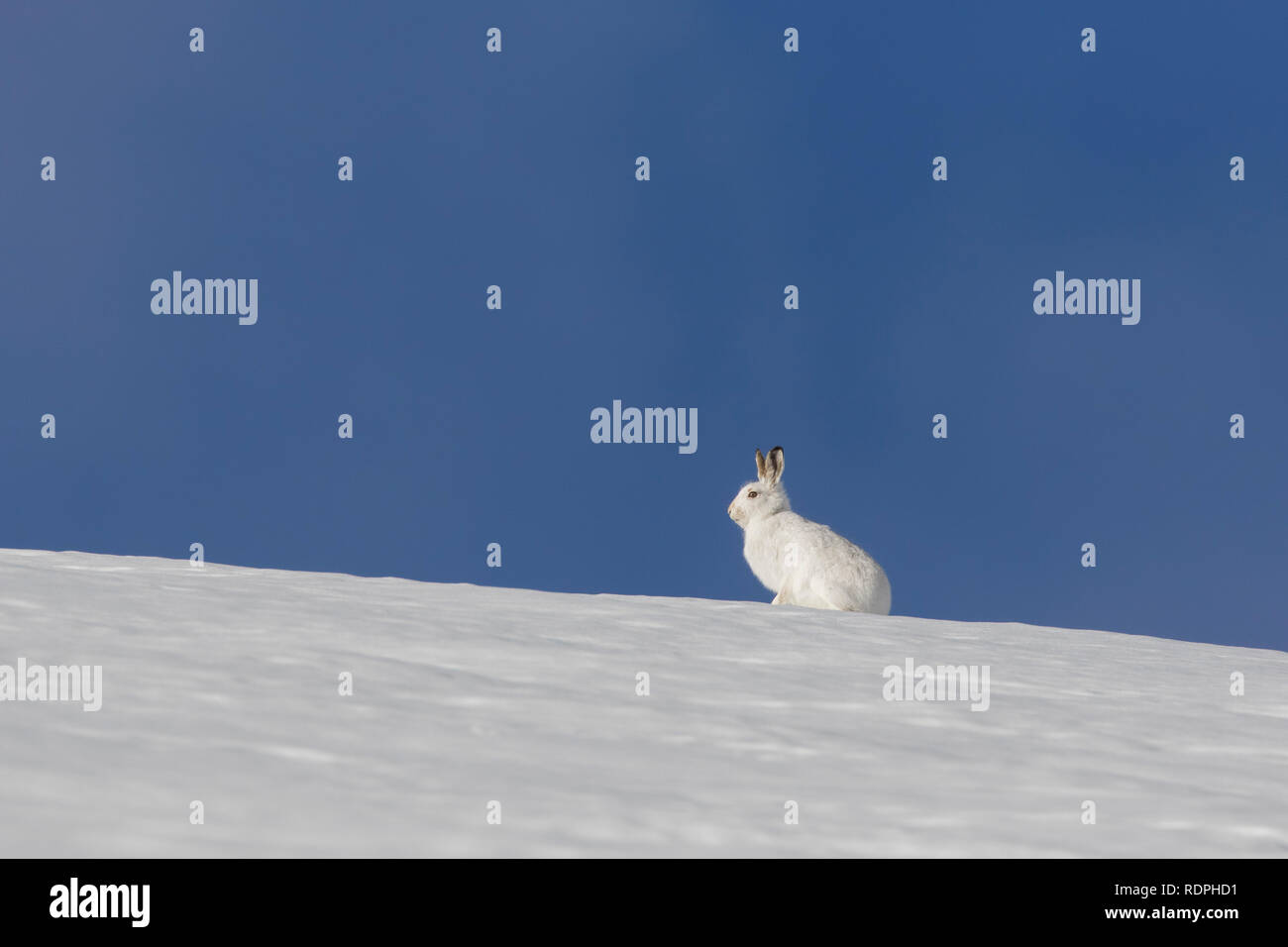 Mountain hare / Alpine hare / snow hare (Lepus timidus) in white winter ...