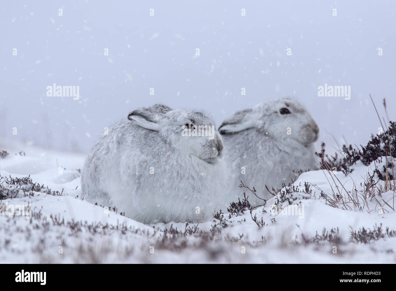 Two hare snow hi-res stock photography and images - Alamy