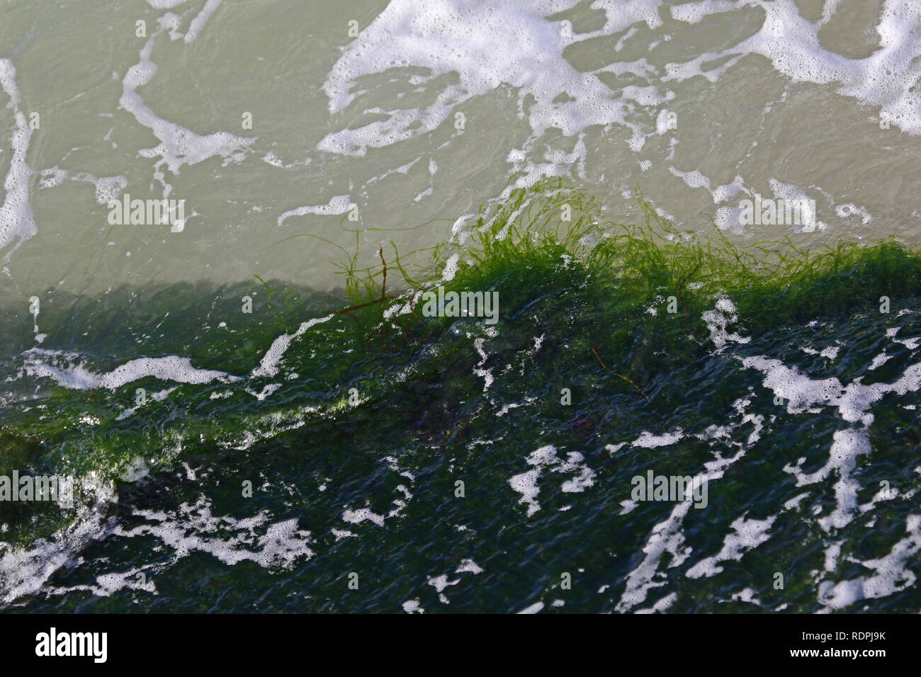 seaweed clinging to the rocks with the foam of the waves and the sea in ...