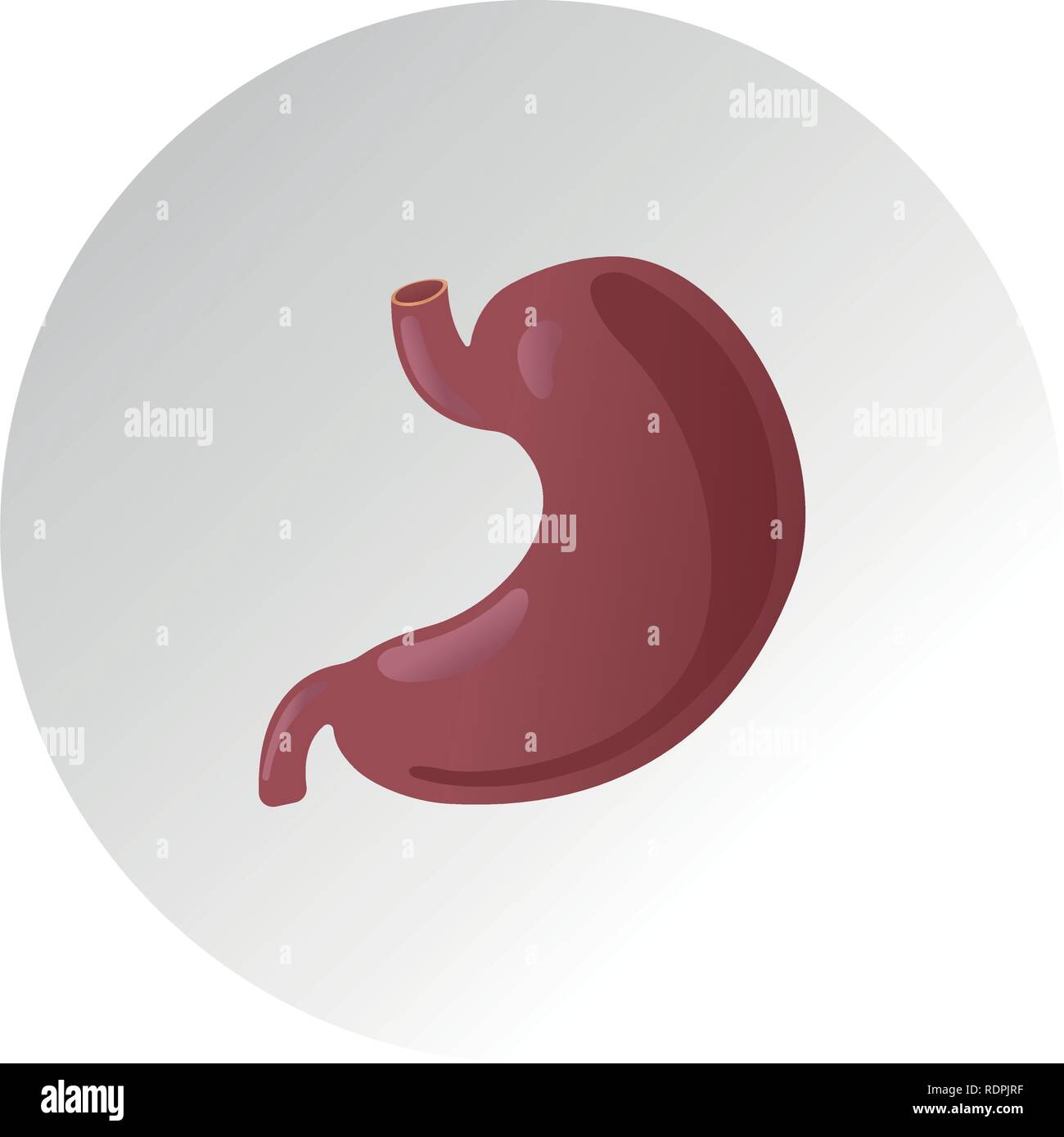 Vector realistic human stomach icon isolated on white background Stock ...