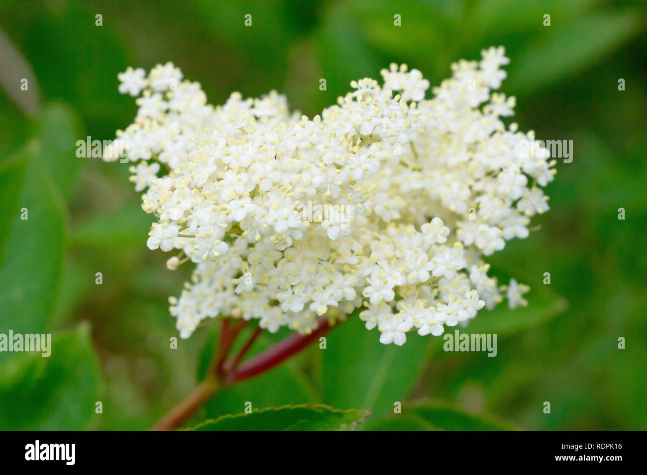 Close elderflower hi-res stock photography and images - Alamy