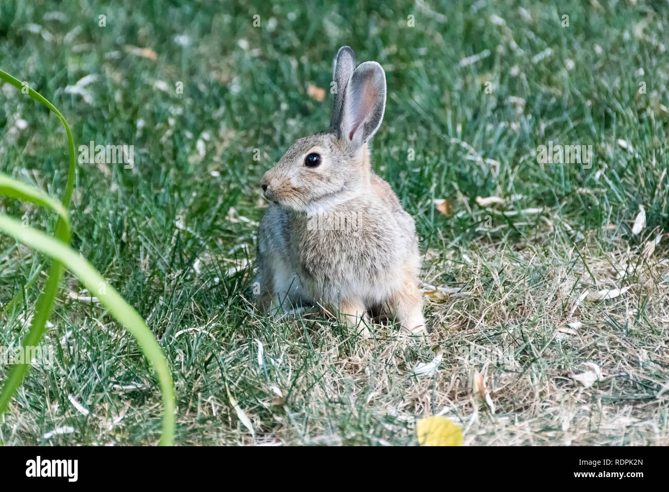 Brown bunny scene hi-res stock photography and images - Alamy