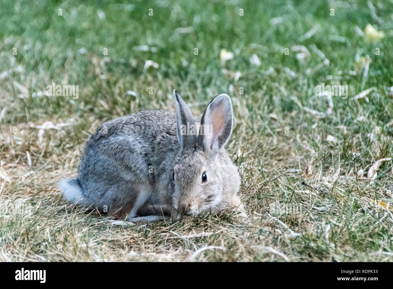 Wild Rabbit in grass Stock Photo - Alamy
