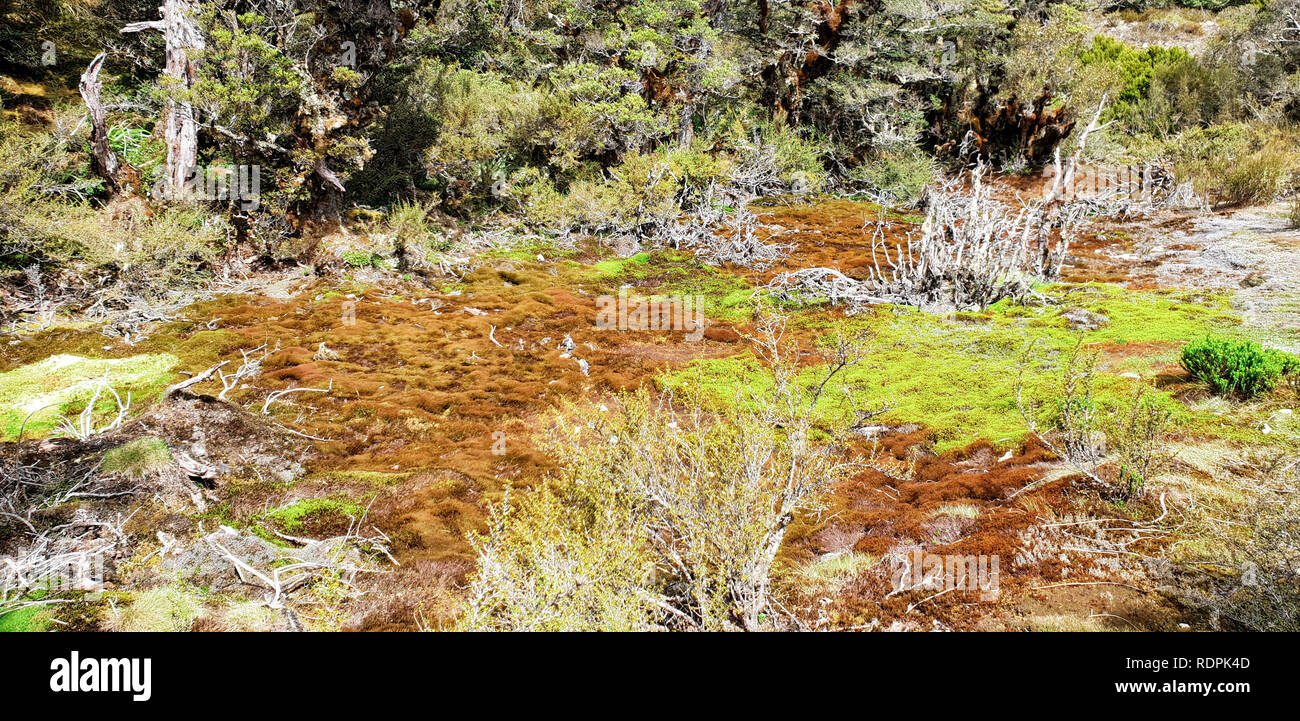 Key Summit, Routeburn Track, Milford National Park, New Zealand, South ...