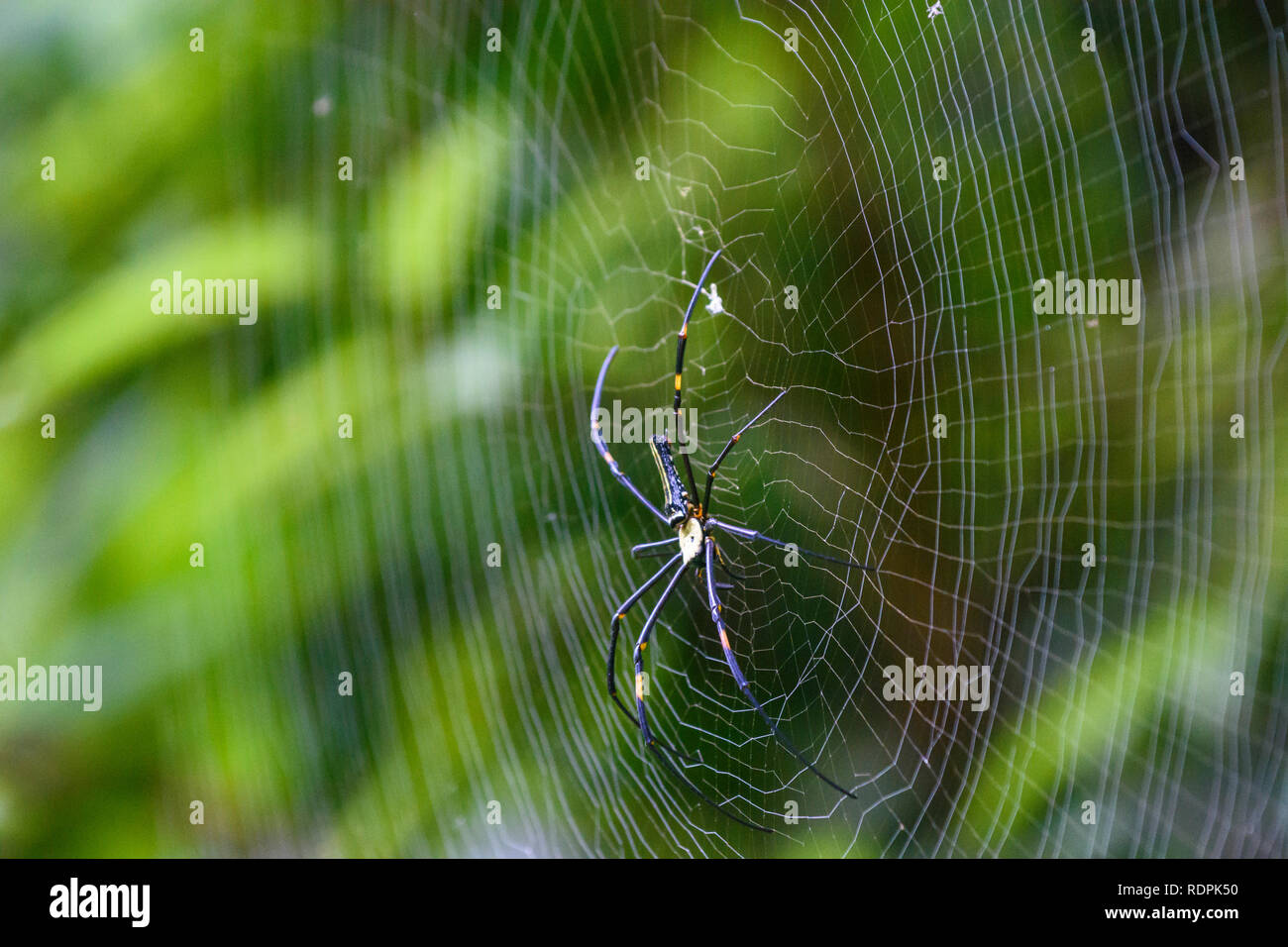 Giant Wood Spider, Nephila maculata, Nilgiri Hills, Tamil Nadu, India ...