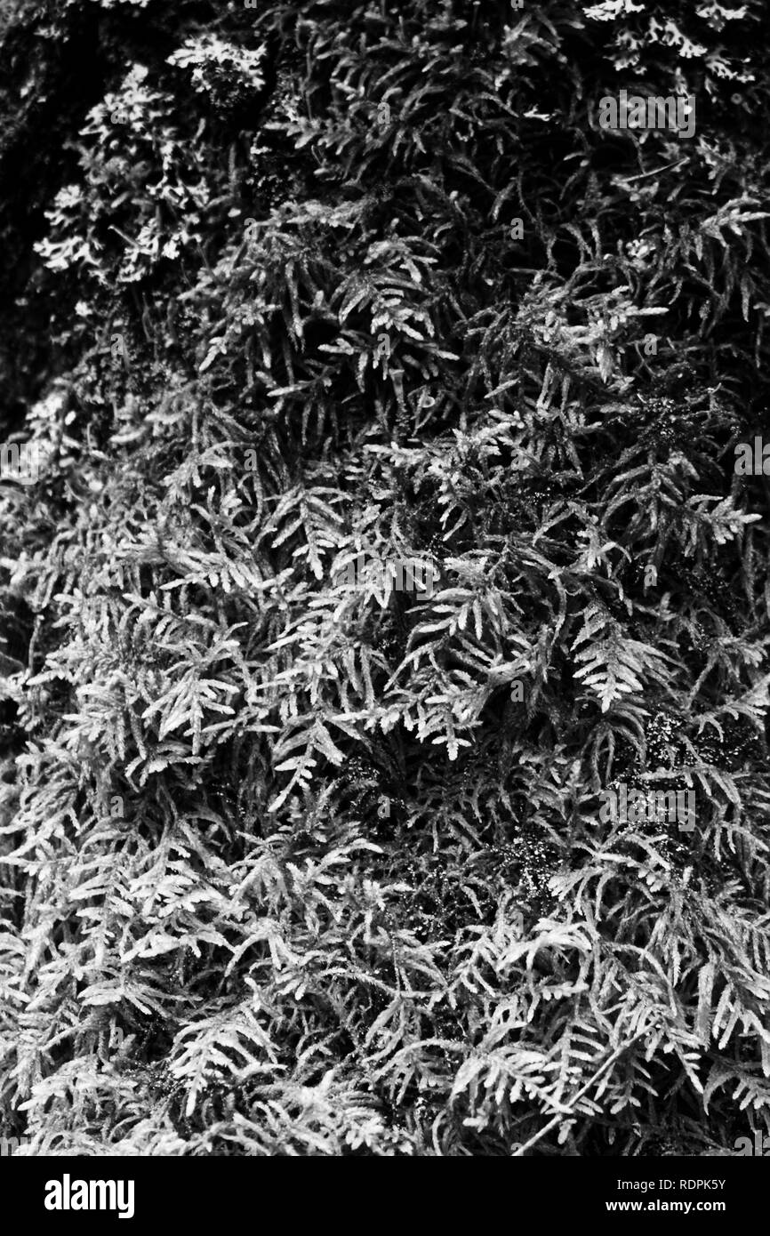 Moss detail Black and White Stock Photos & Images - Alamy