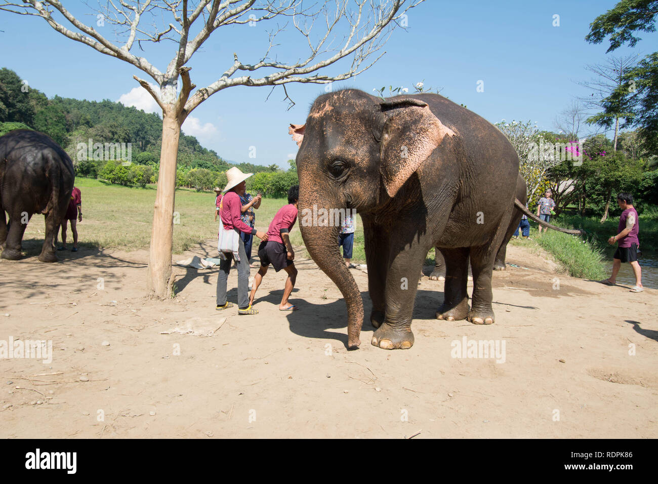Elephants foot white hi-res stock photography and images - Alamy
