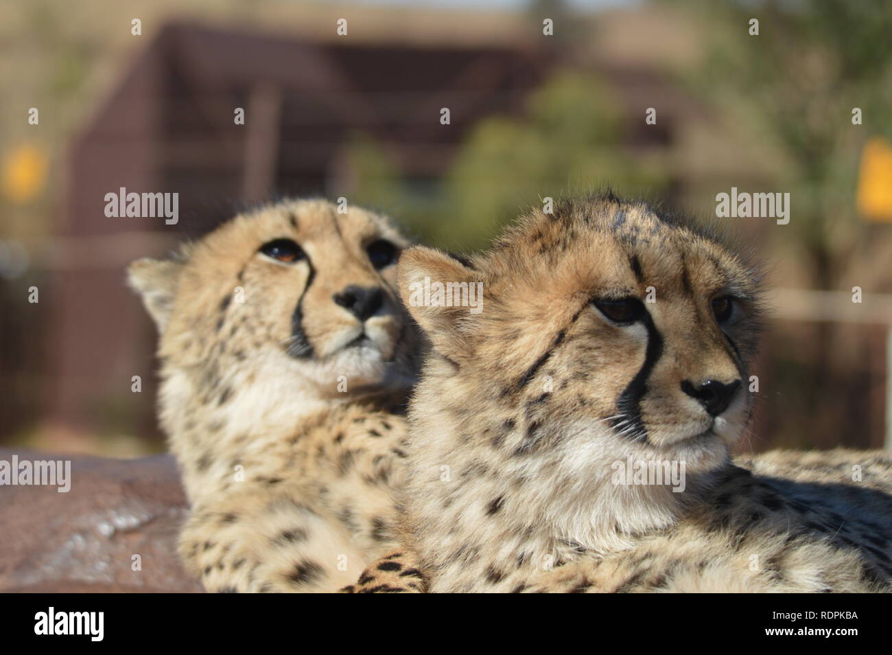 A young cute Cheetah portrait during a safari in a nature reserve in ...