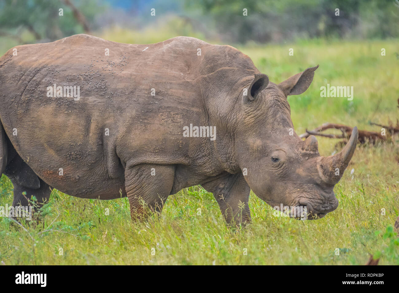 Male bull Cute White Rhino or Rhinoceros in a nature wild reserve in ...