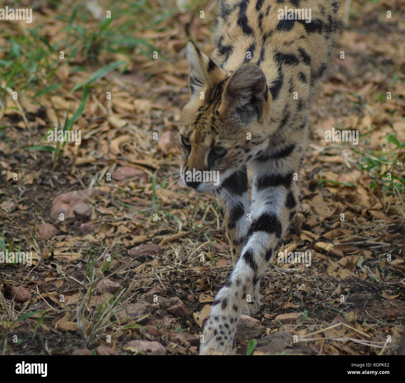 A cute and small Serval staring at us in a game reserve Stock Photo - Alamy