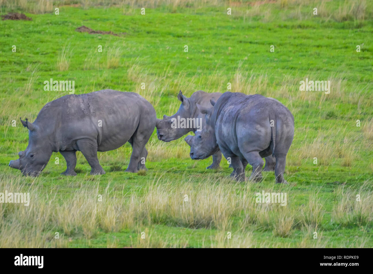 Male bull Cute White Rhino or Rhinoceros in a nature wild reserve in ...