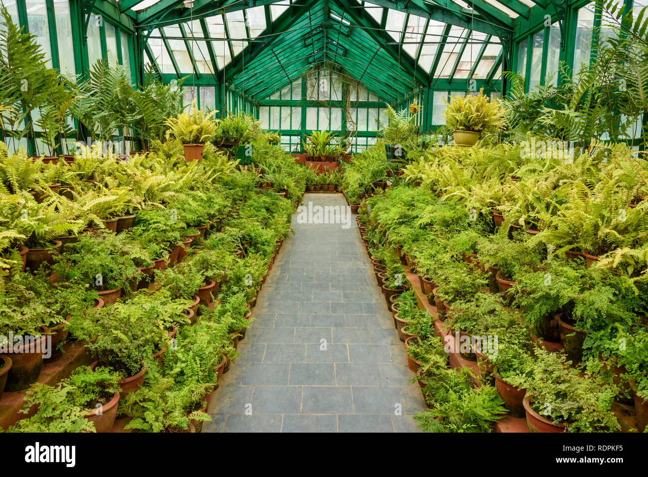 Botanical Gardens, Ooty, Nilgiri Hills, Tamil Nadu, India Stock Photo ...