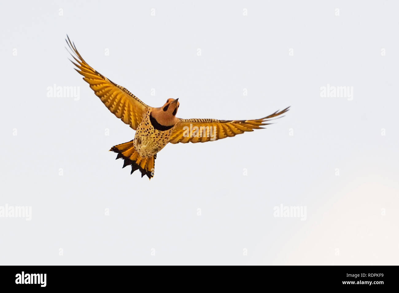 Northern flicker in flight Stock Photo - Alamy