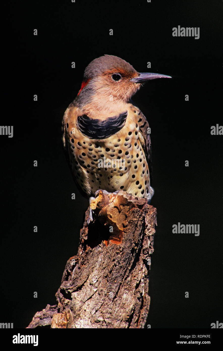 Northern flicker on perch Stock Photo - Alamy