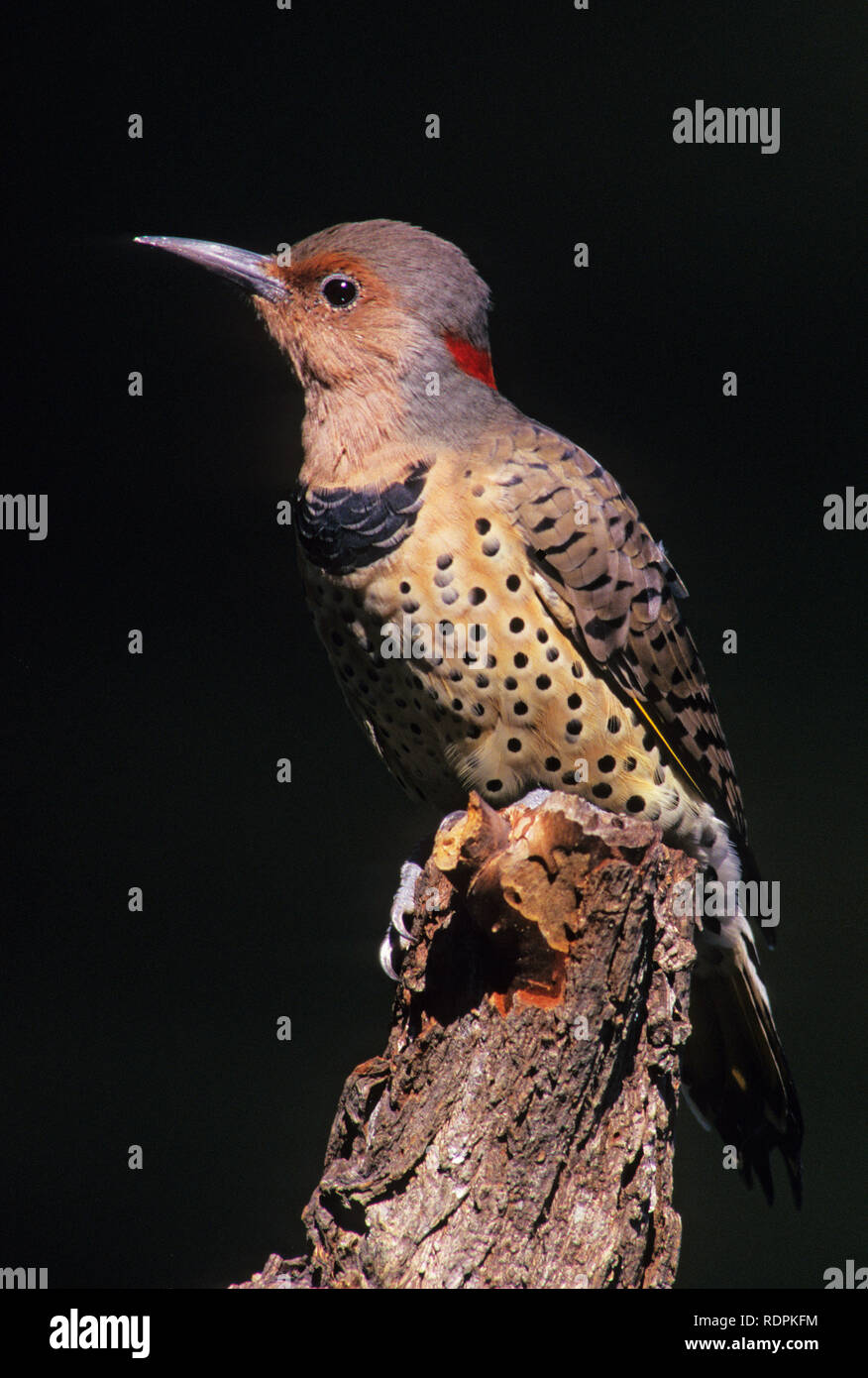 Northern flicker on perch Stock Photo - Alamy