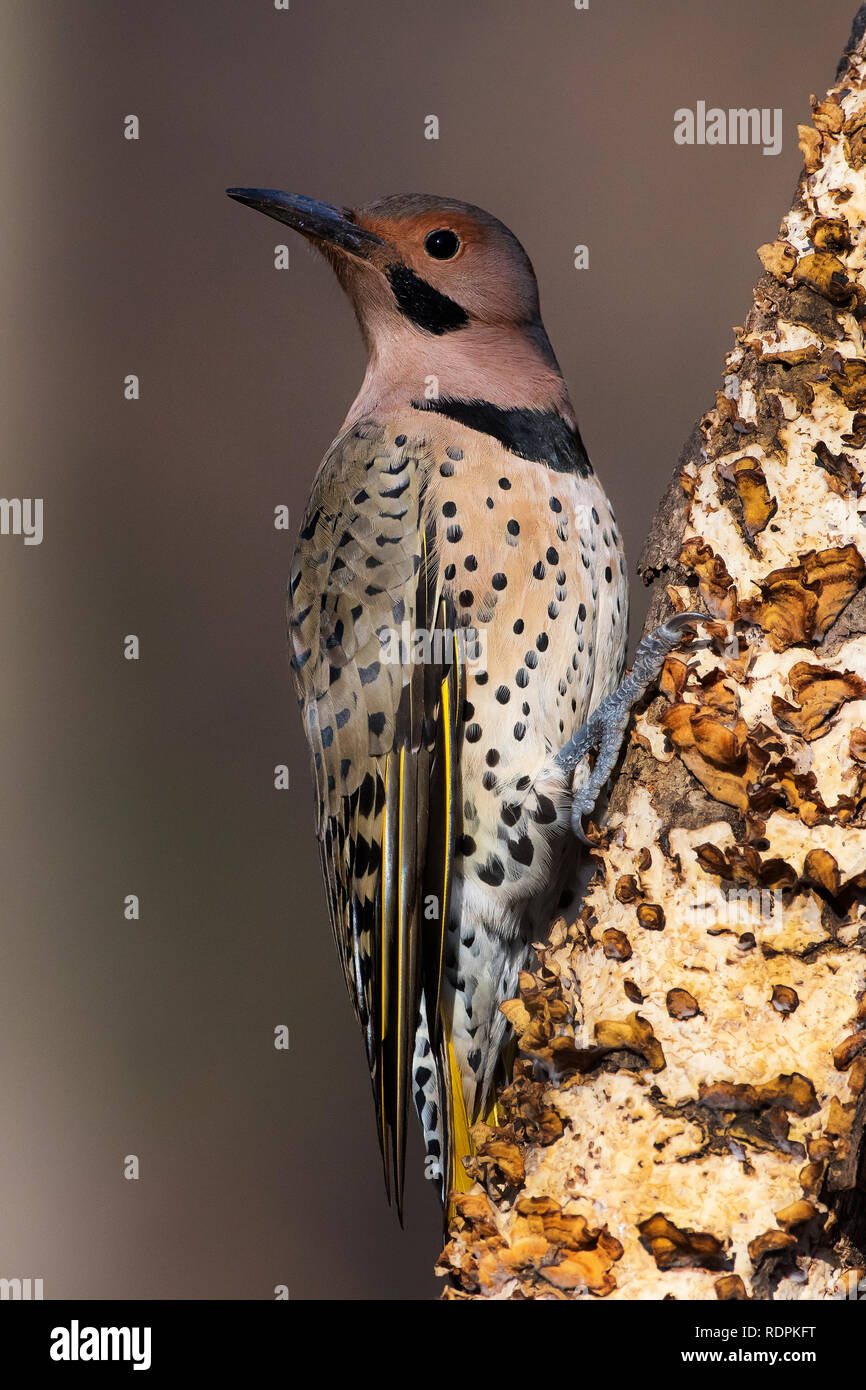Yellow Shafted Flicker Stock Photos & Yellow Shafted Flicker Stock ...