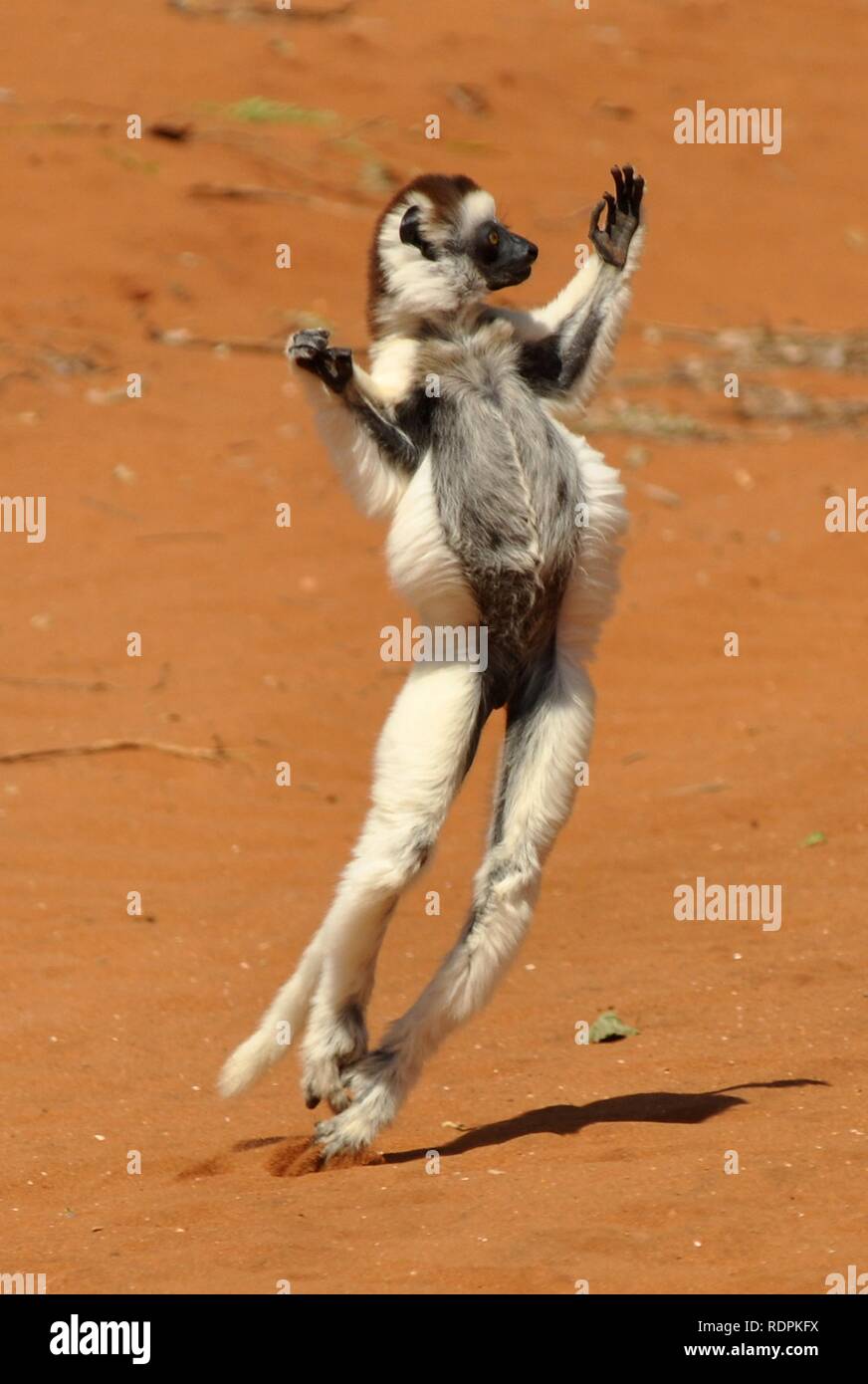 Hopping sifaka hi-res stock photography and images - Alamy